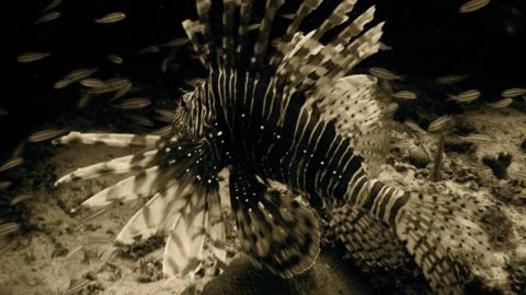 Yucatan Miniature Pig - Cozumel 4 You