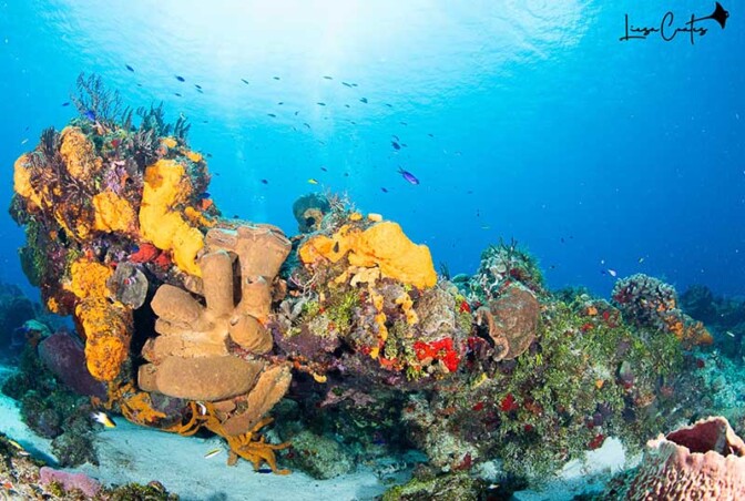 Cozumel Marine Park Reef Rotation - Cozumel4You